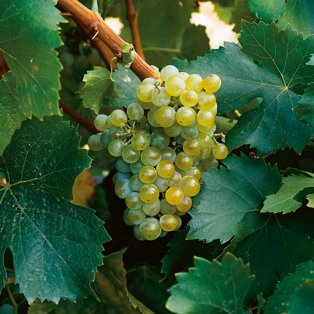WINE GRAPE GARNACHA BLANCA - Viveros Provedo