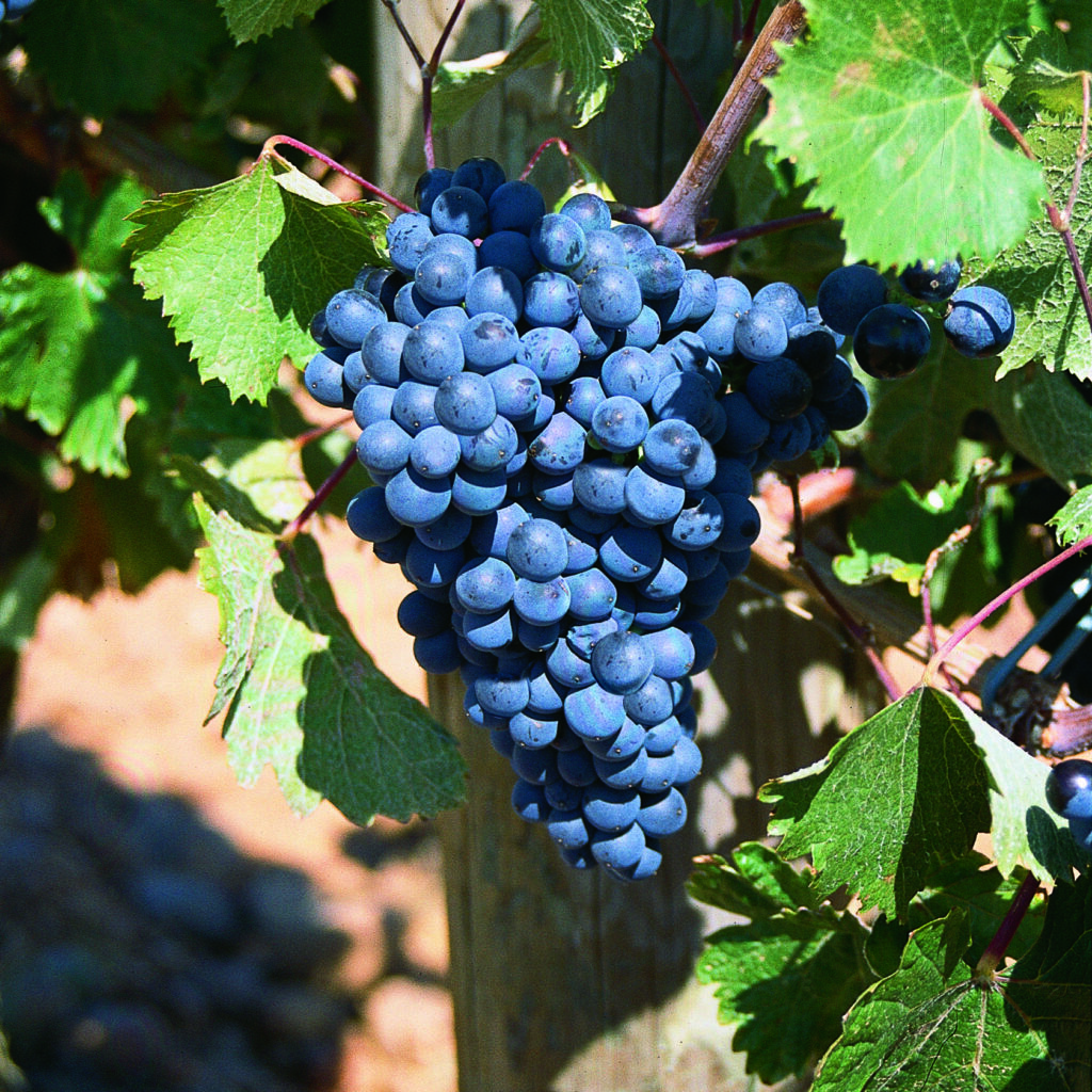 Uva de vino Prieto Picudo